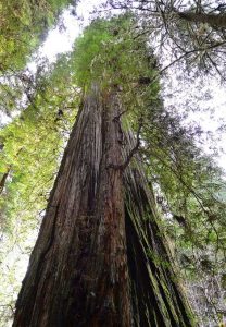 LOST MONARCH - Small Batch Craft Whiskey Blend - Redwood Empire Whiskey